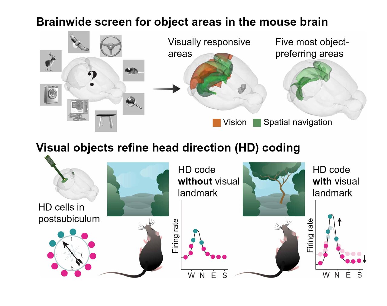 Scientists reveal how the brain uses objects to find direction