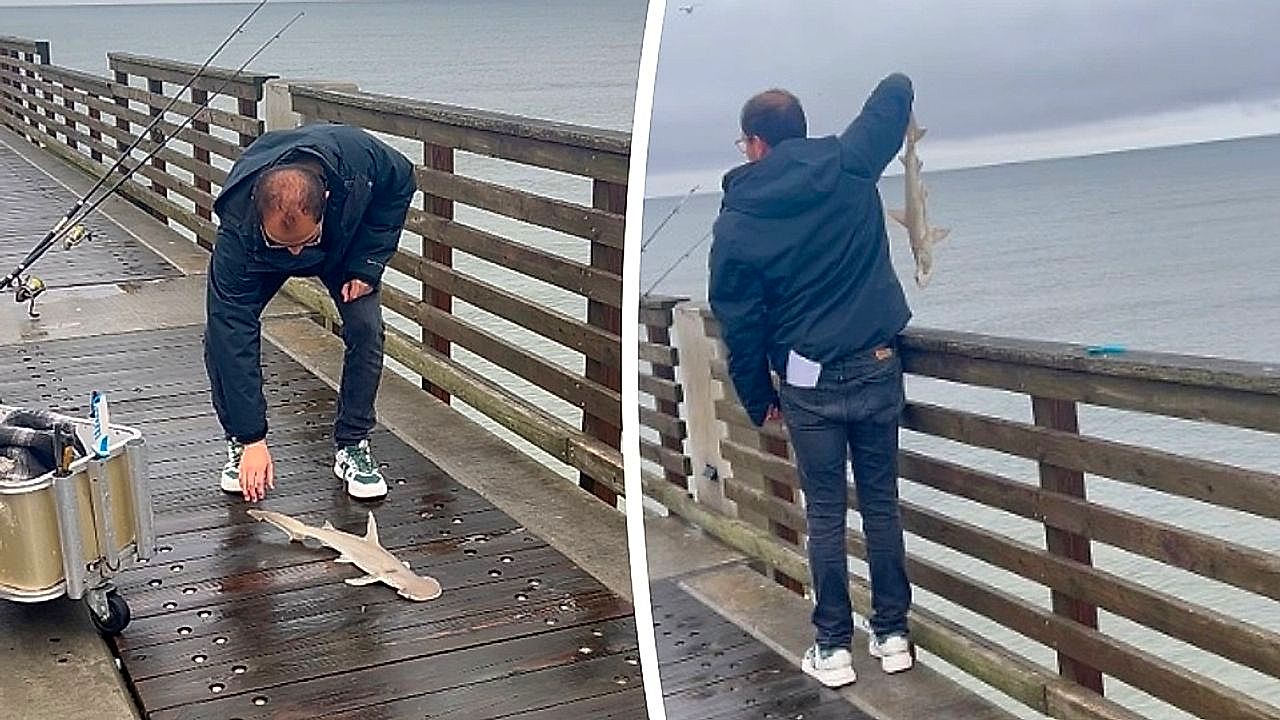Passing by hero: Man rescues hammerhead shark in Florida