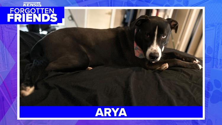 Arya is an active, mixed breed dog with energy to burn | Forgotten Friends