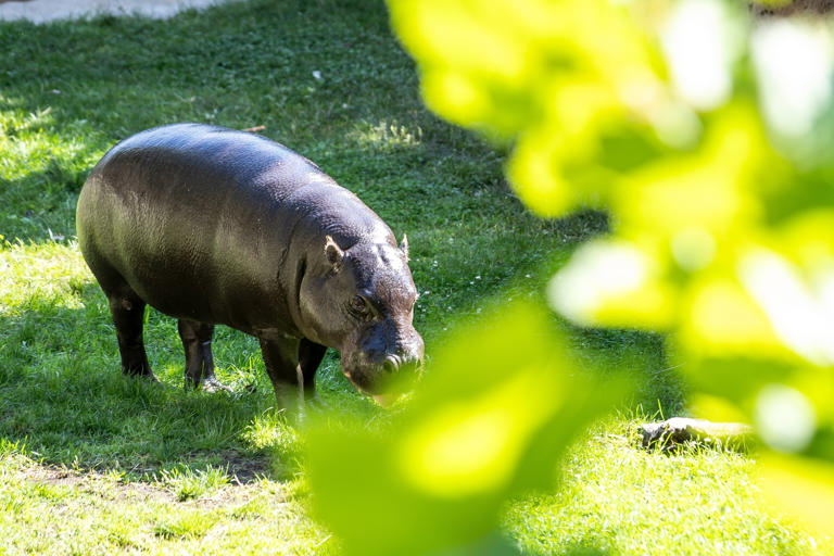 Watch as pygmy hippo reveals gender of John Ball Zoo’s newest addition
