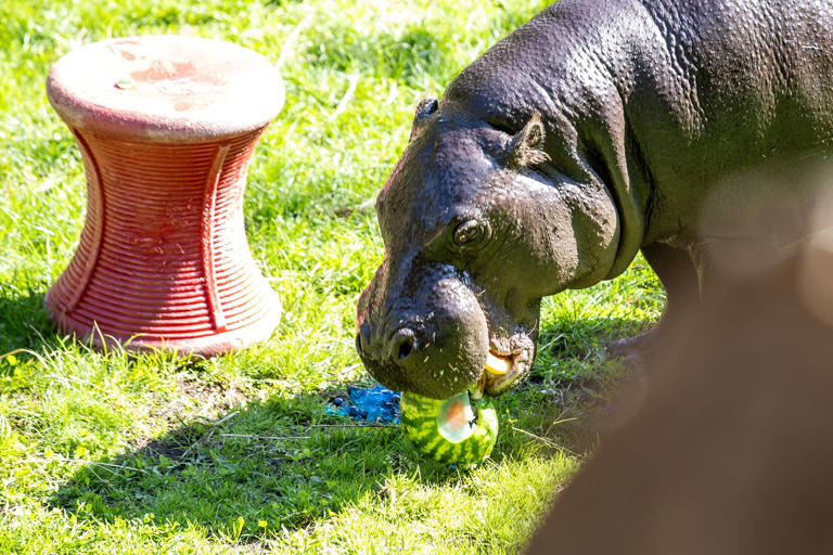 Watch as pygmy hippo reveals gender of John Ball Zoo’s newest addition