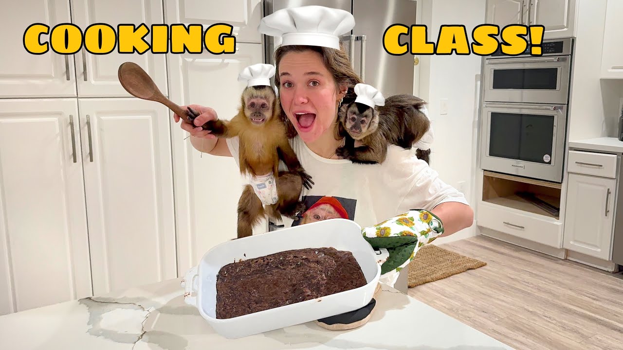 What happens when a baby monkey tries cooking?