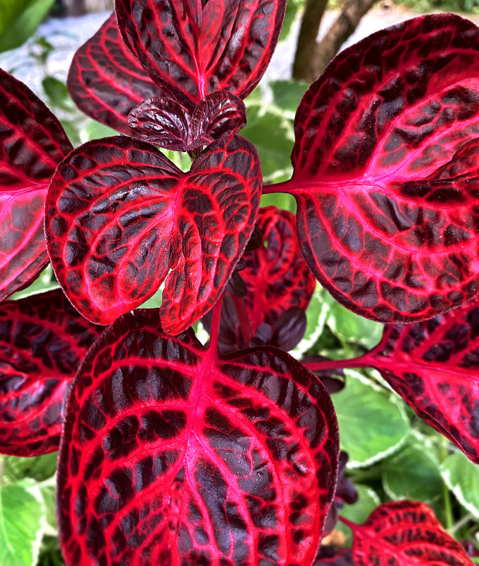 Add a Bright Touch With These Tropical Plants With Red Leaves