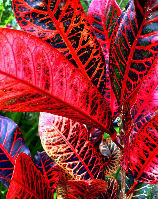 Add a Bright Touch With These Tropical Plants With Red Leaves