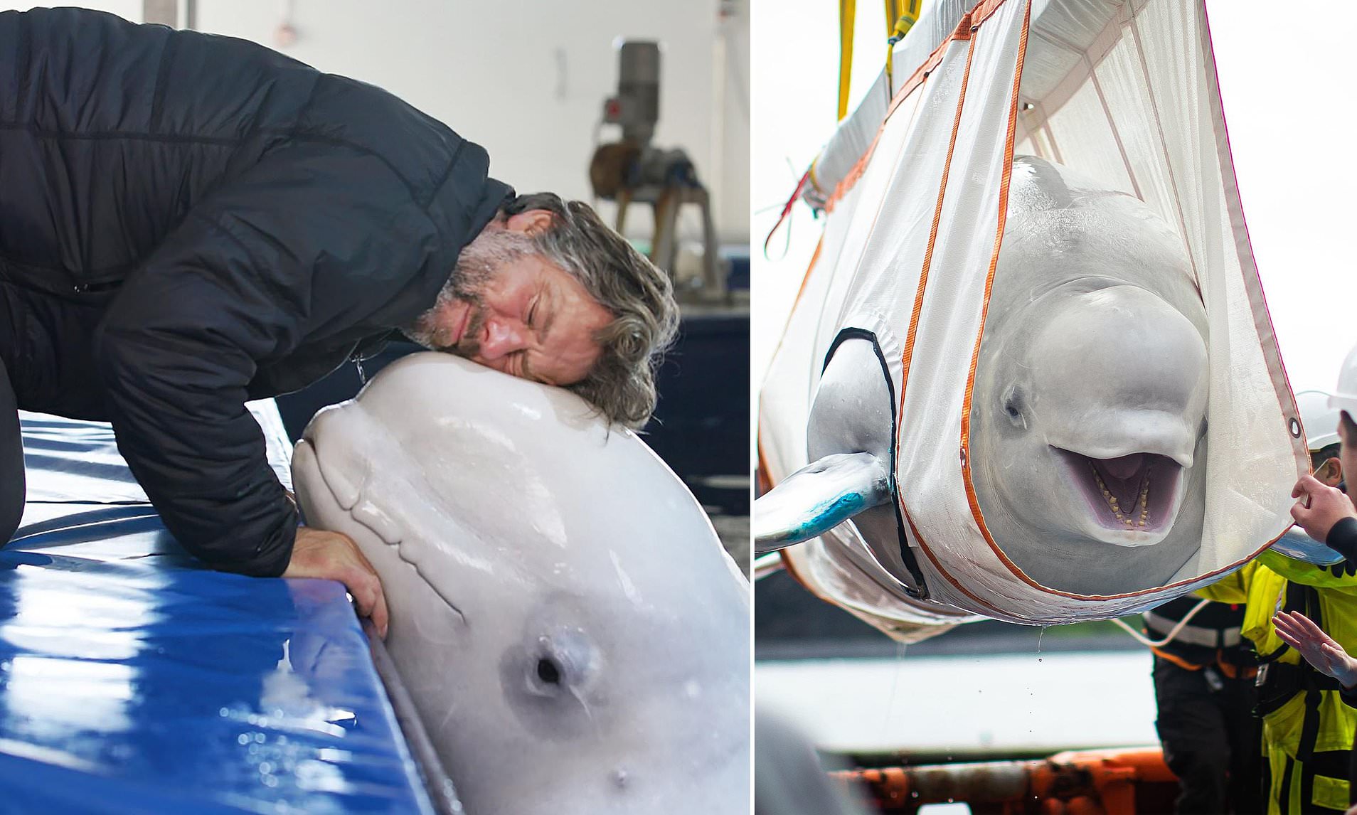Beluga whales that captivated nation's hearts in John Bishop show are still confined to tiny pools