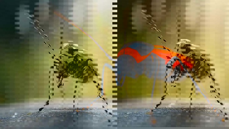 Experts in Texas warn that potentially deadly 'kissing bug' disease is ...