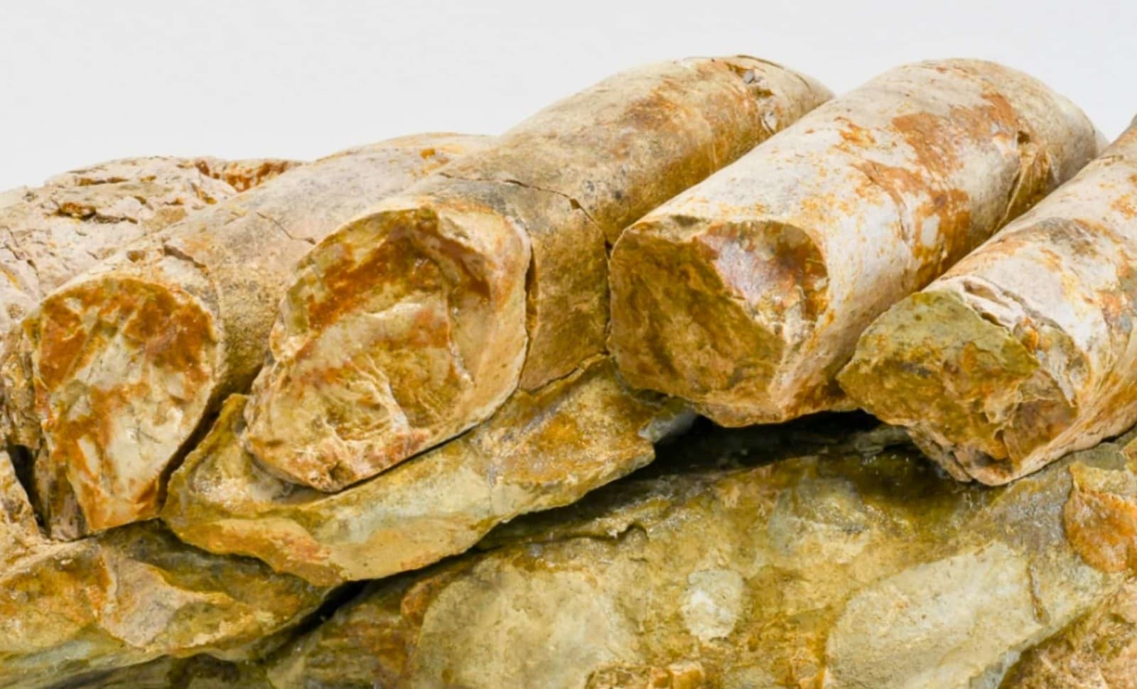 Scientists Found An Ancient Sea Cow Fossil — One of the Rarest Ever ...