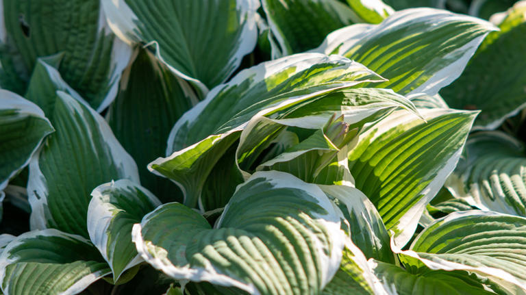 17 Fast-Growing Shade Plants That Will Effortlessly Fill Your Garden ...