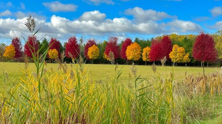 Michigan's 2025 Fall Foliage Outlook: best time to see colorful leaves