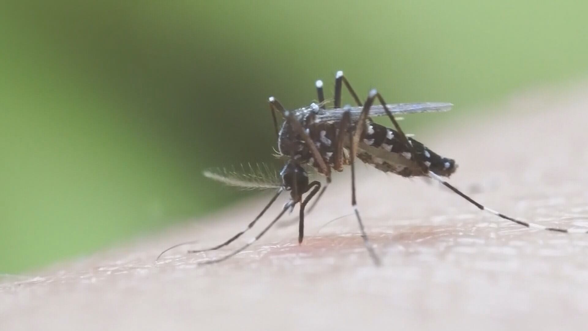 More mosquito pools test positive for West Nile Virus in Dodge County