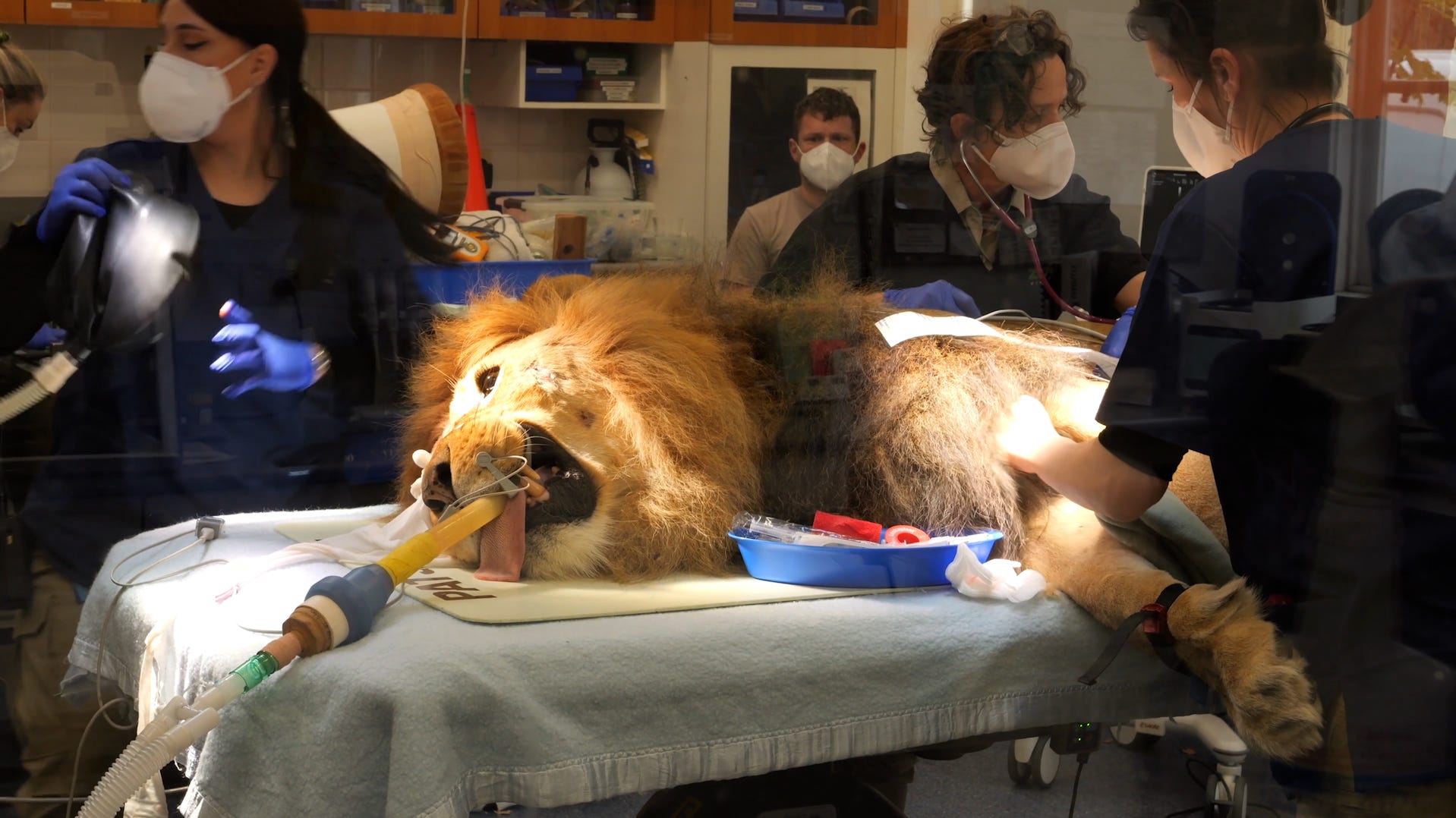 See dentist visit for 385-pound lion with a damaged fang