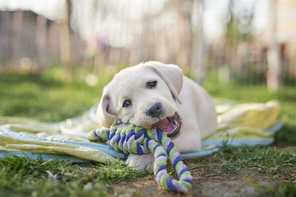 7 best dog breeds for first-time owners, according to a behaviourist