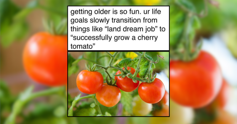 30 Wholesome Plant Memes For Botany Enthusiasts Wishing They Were ...