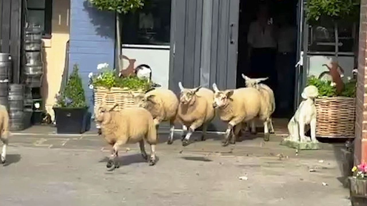 Staff baffled as eight woolly visitors invade rural Yorkshire pub