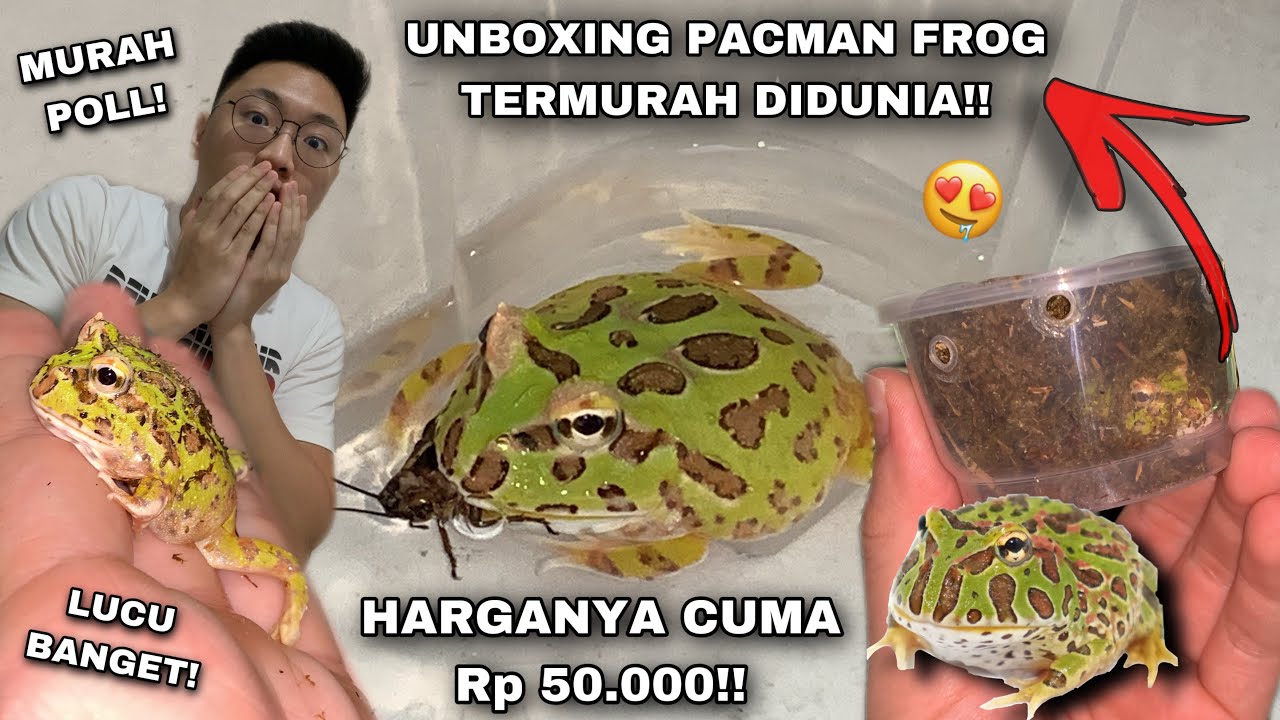 Beli Pacman Frog Termurah di Dunia! Cuma Rp 50.000 – Lucu Banget! Green ...