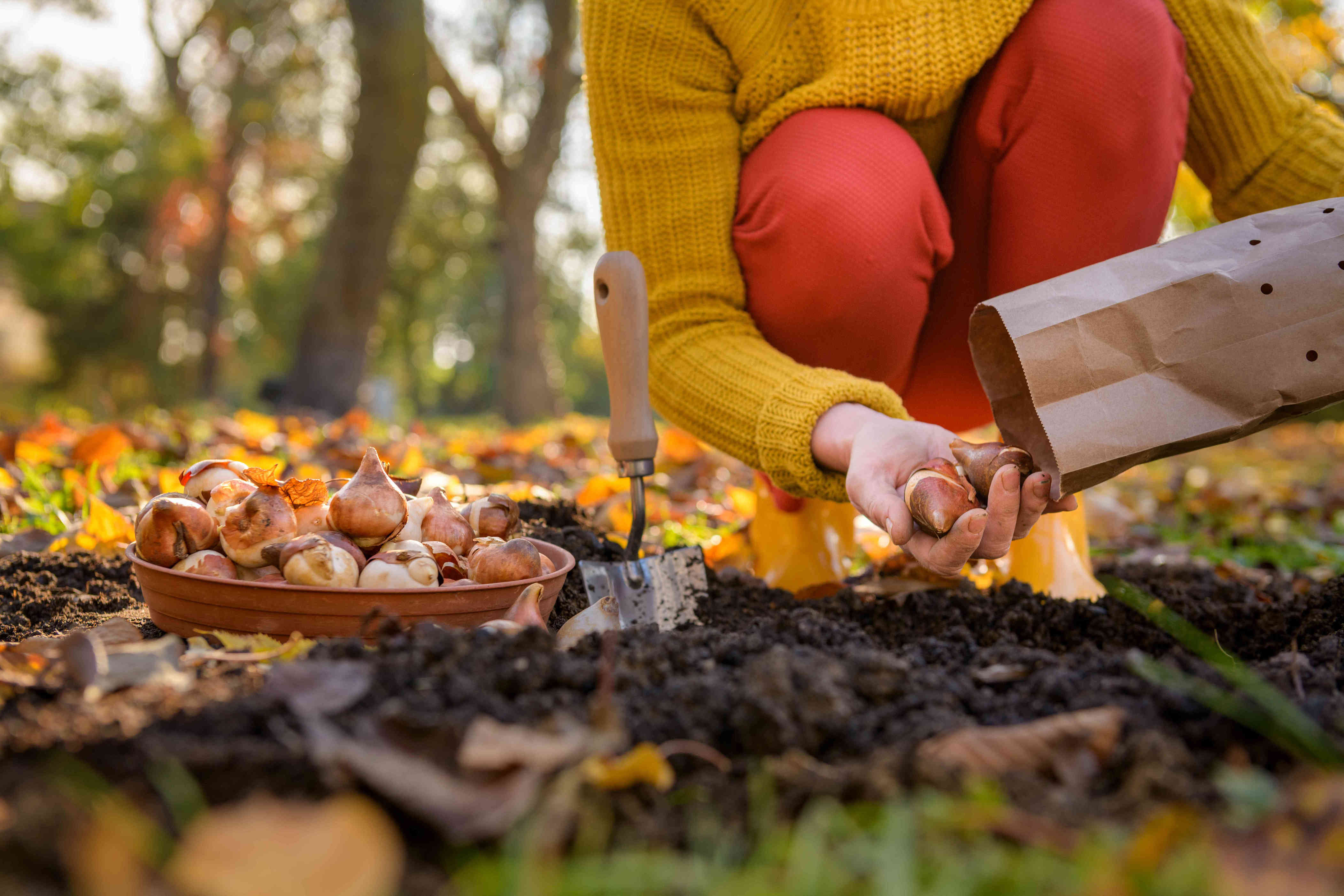 The Best Time To Plant Bulbs In Fall—And Why It Matters More Than You Think