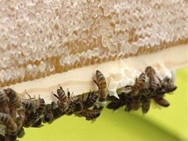 Vermont sees high rate of decline in bee colonies, study finds