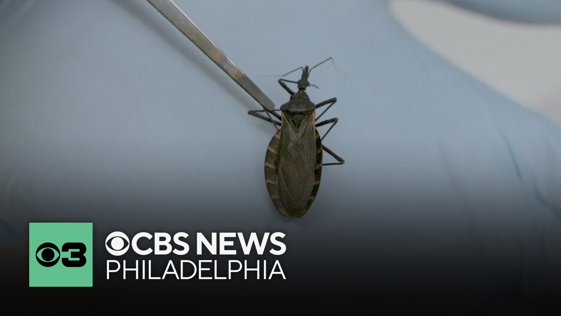 Here’s what to know as "kissing bug,” Chagas disease spreads in the U.S.