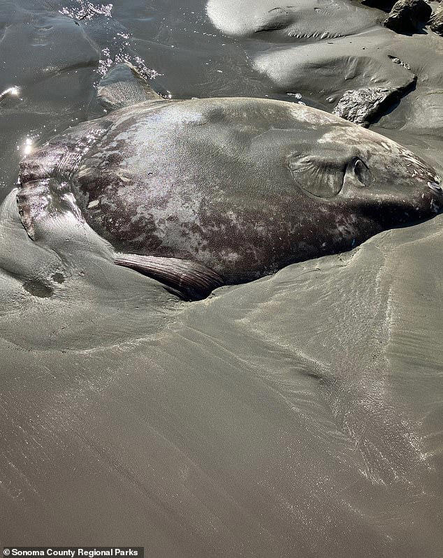 Bizarre six-foot long rare creature washes up on beach leaving ...