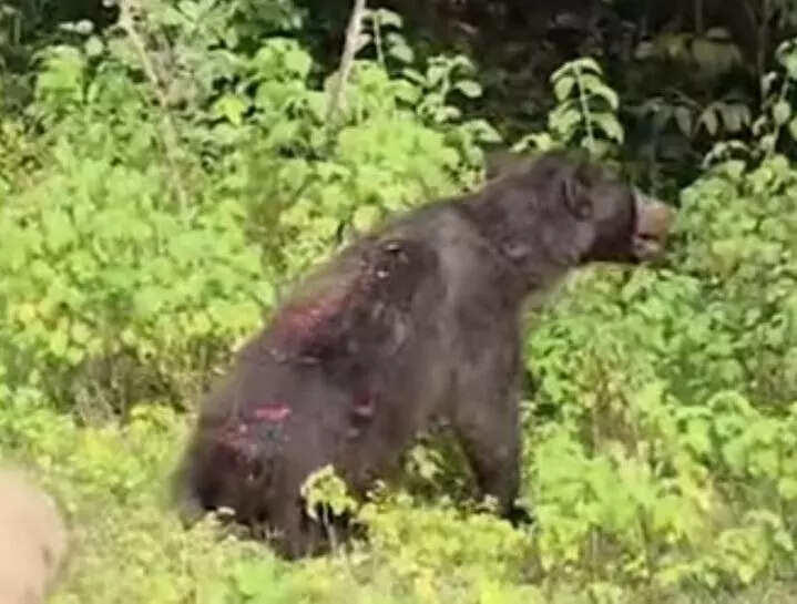 Man from Jajpur district dies days after getting injured in sloth bear attack