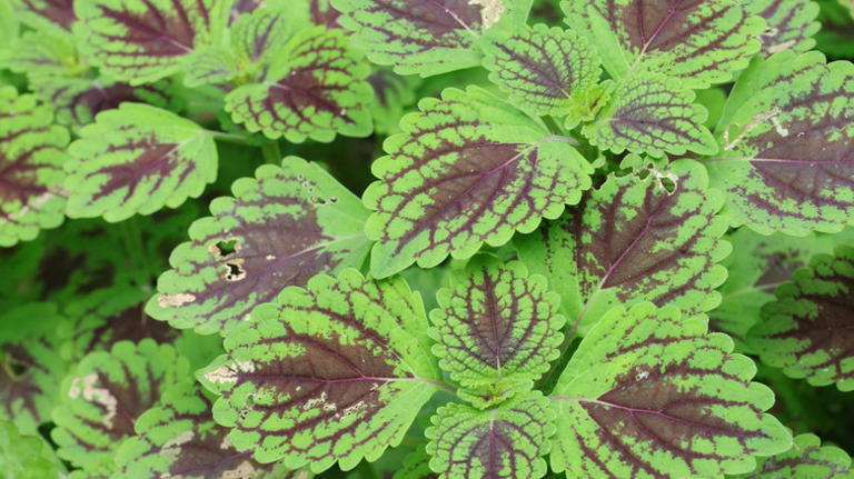 17 Fast-Growing Shade Plants That Will Effortlessly Fill Your Garden ...