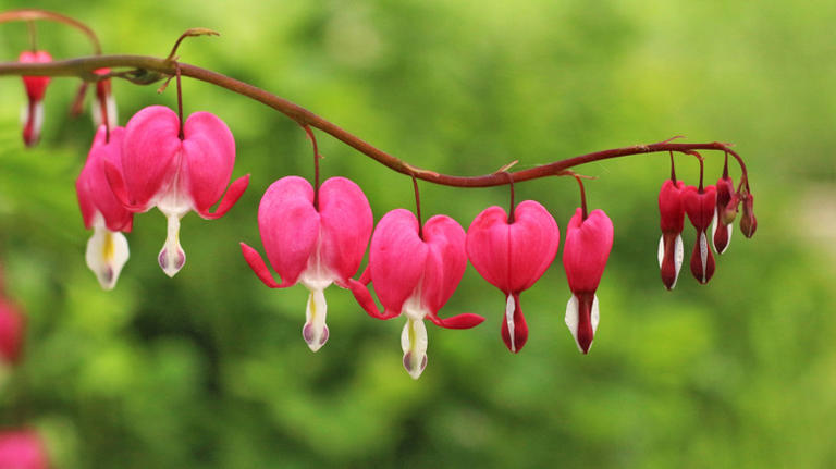 17 Fast-Growing Shade Plants That Will Effortlessly Fill Your Garden ...