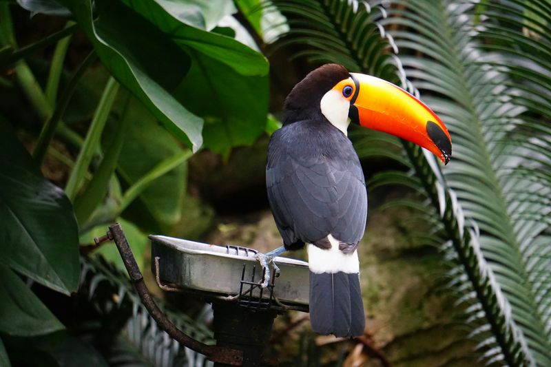 7 Birds With Multicolored Beaks