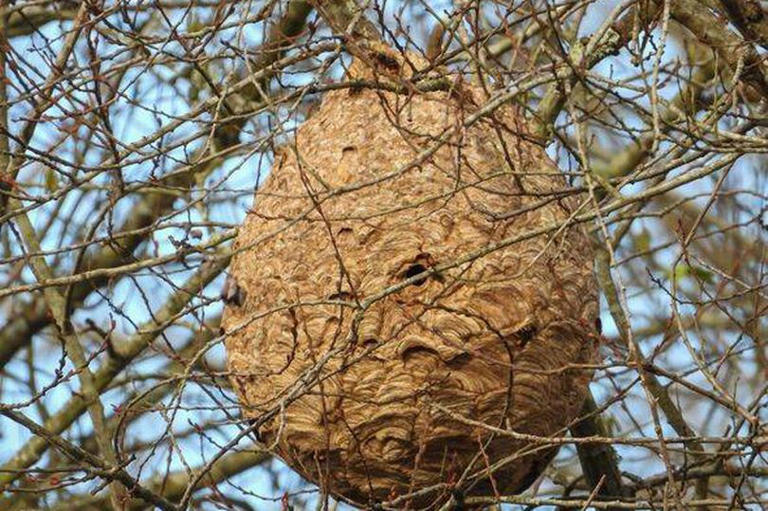 Urgent 'stay vigilant' warning as killer Asian hornets to explode in ...