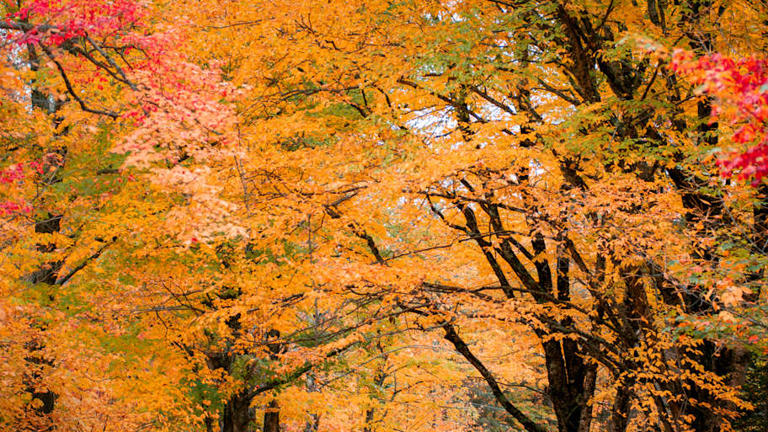 12 of the Best Fall Foliage Hikes in the U.S.-From Alaska to Tennessee