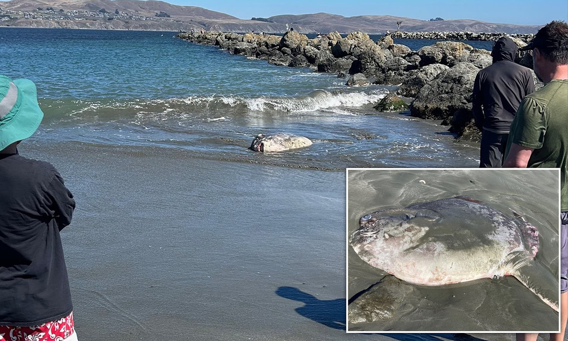 Bizarre six-foot long rare creature washes up on beach leaving ...