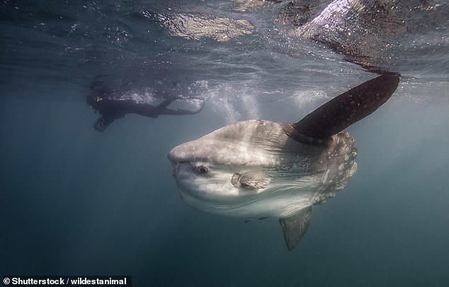 Bizarre six-foot long rare creature washes up on beach leaving ...