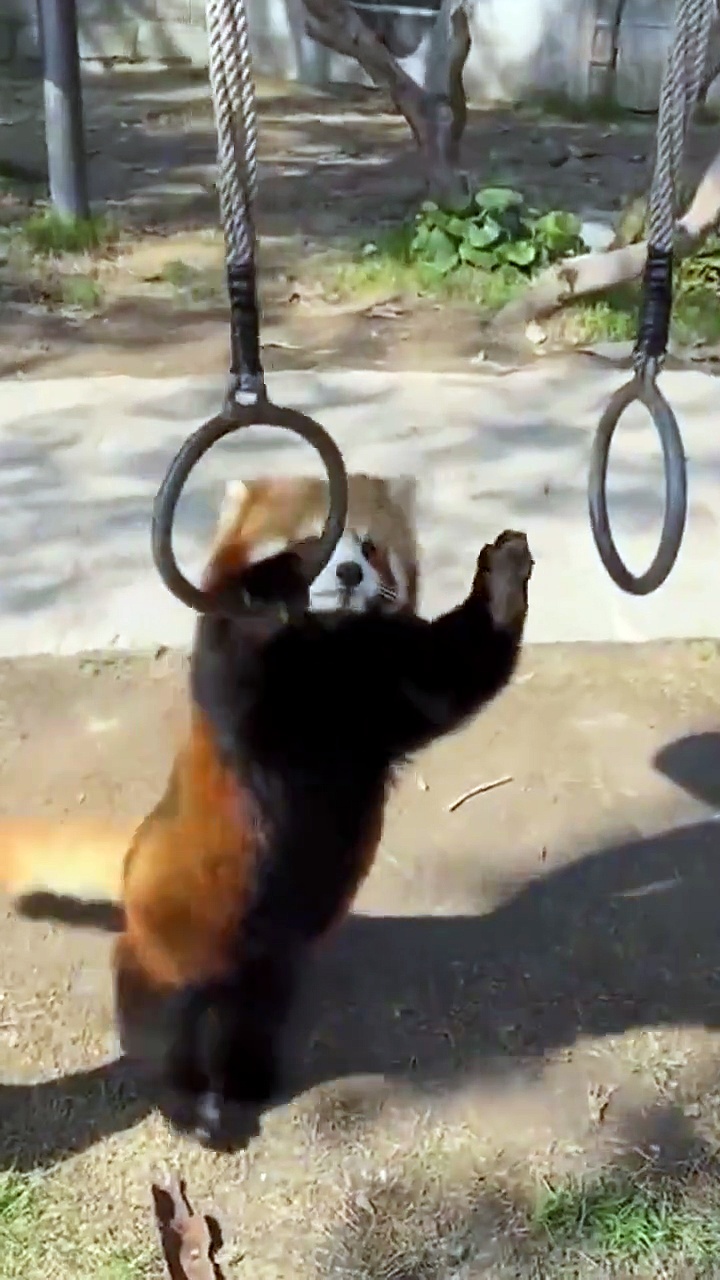 Même les pandas roux sont nostalgiques des JO!