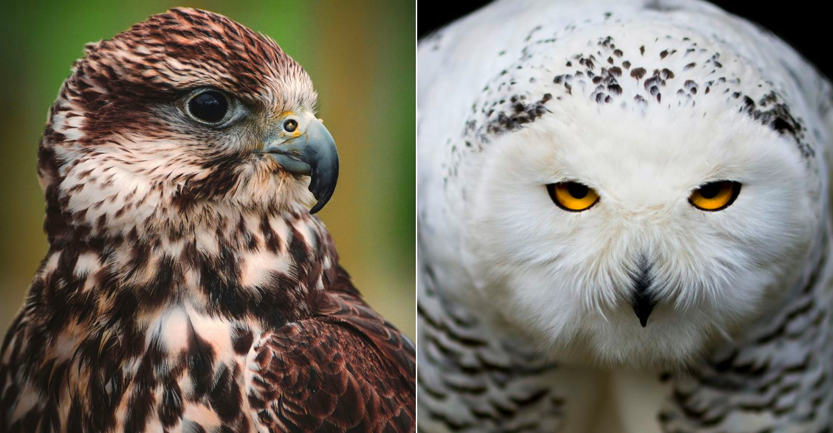 12 Of The Coolest Birds Of Prey
