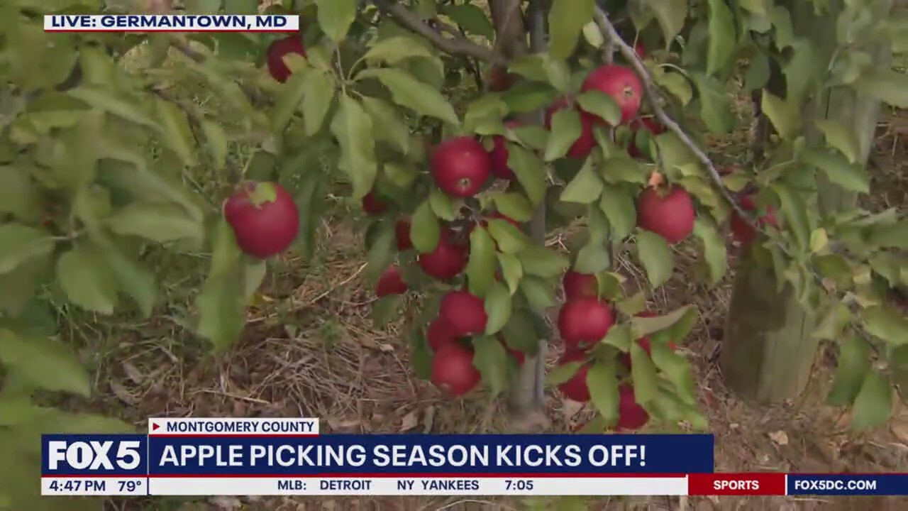 Apple picking season underway at Butler's Orchard!