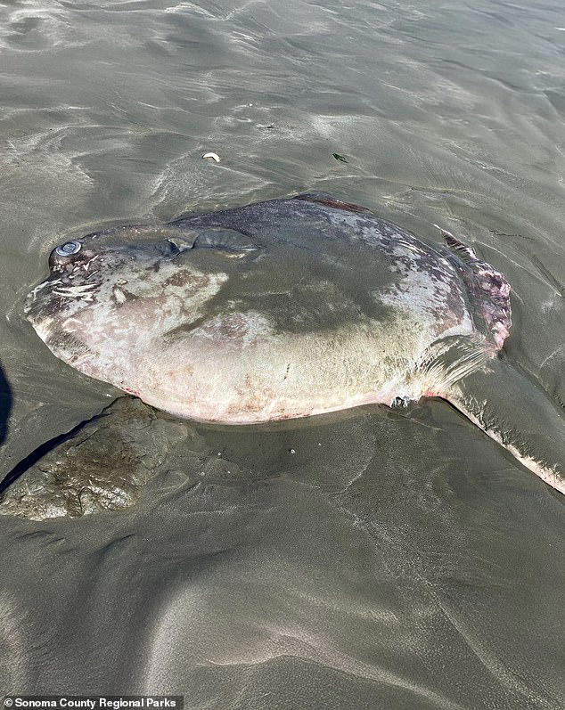 Bizarre six-foot long rare creature washes up on beach leaving ...