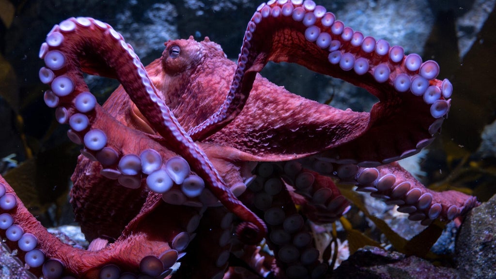Aquarium of the Pacific octopus enters final phase of life, will spend ...