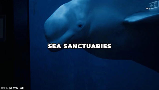 Beluga whales that captivated nation's hearts in John Bishop show are still confined to tiny pools