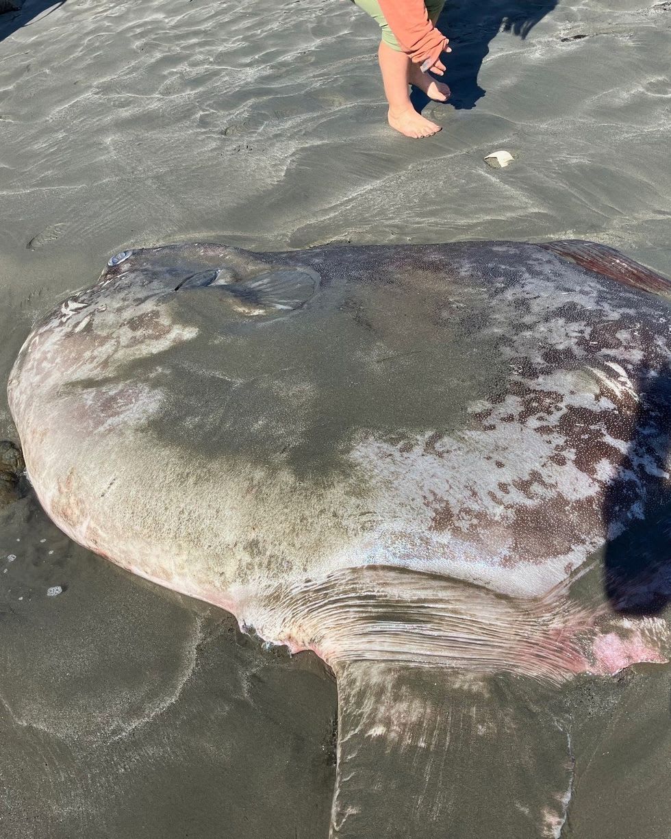 Beachgoers shocked after 'weird' creature appears at iconic coast ...