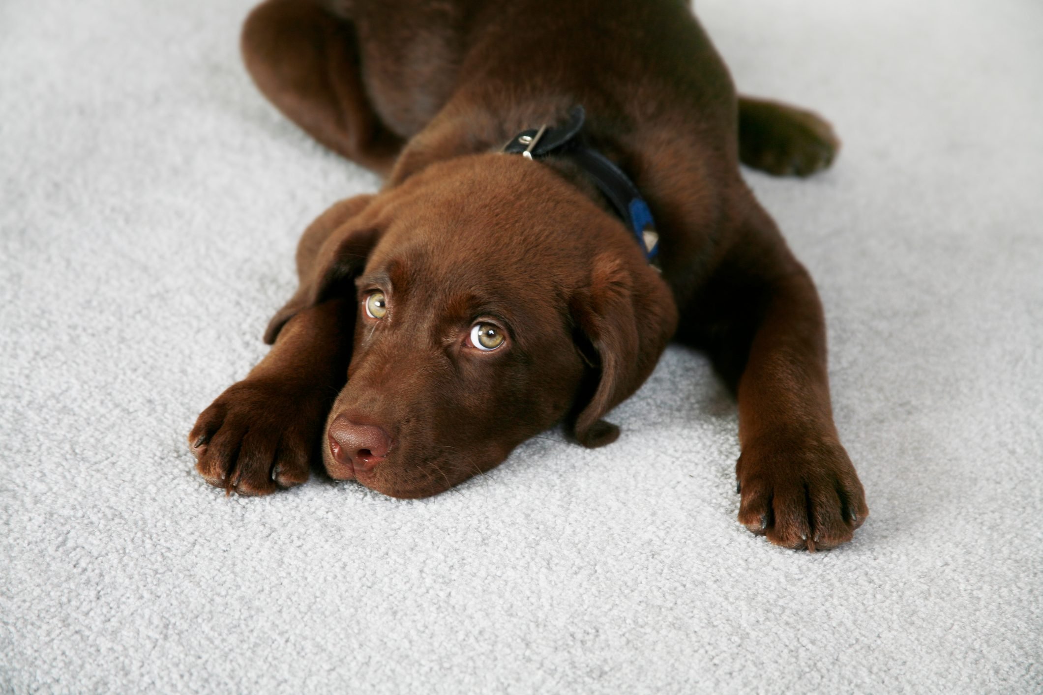 How to Get Dog Poop Out of Carpet—And Get Rid of the Smell