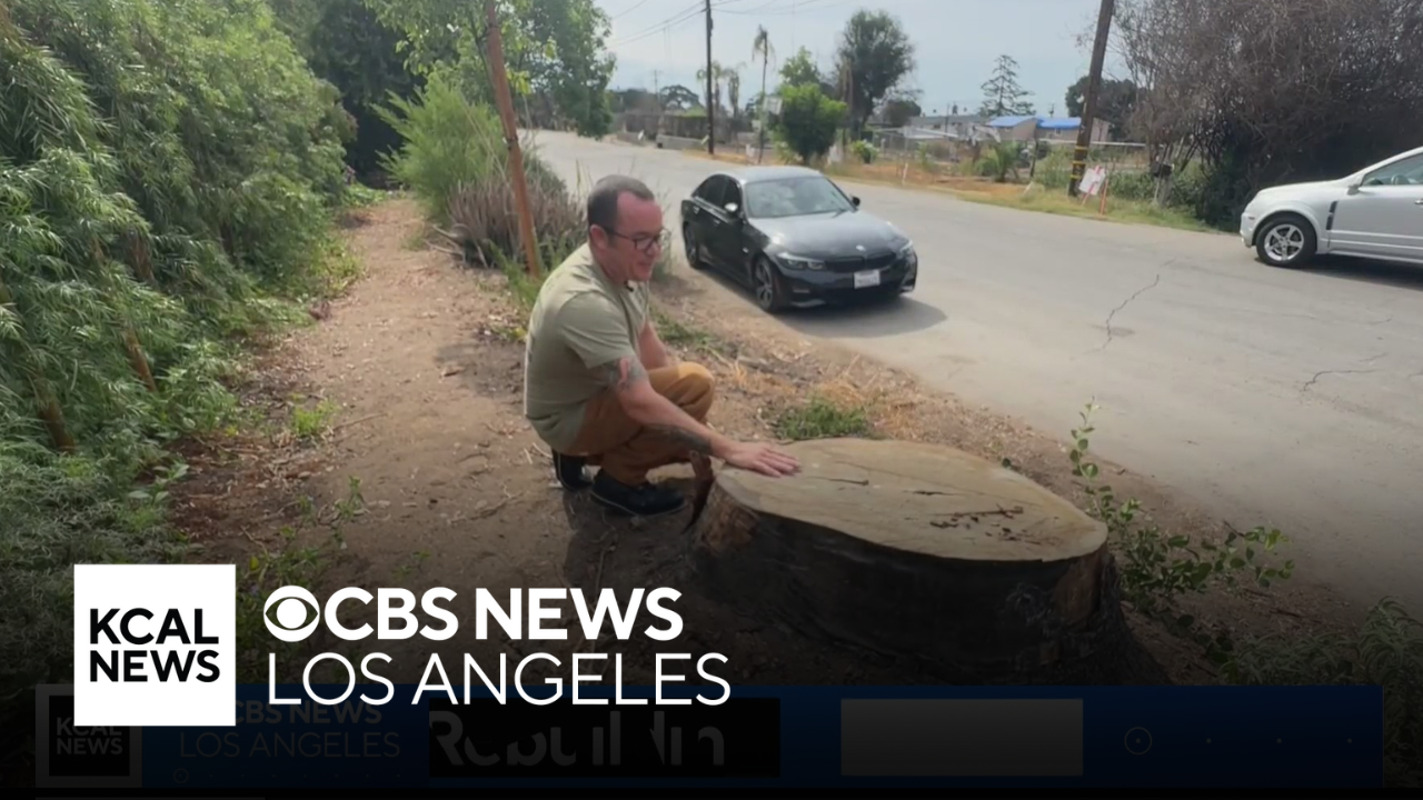 Chapman University graduate preserves Altadena's green legacy by ...