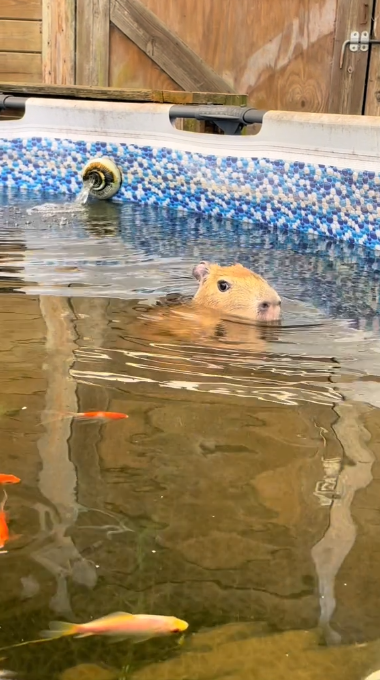 Cheesecake’s First Big Swim Capybara Confidence Unlocked