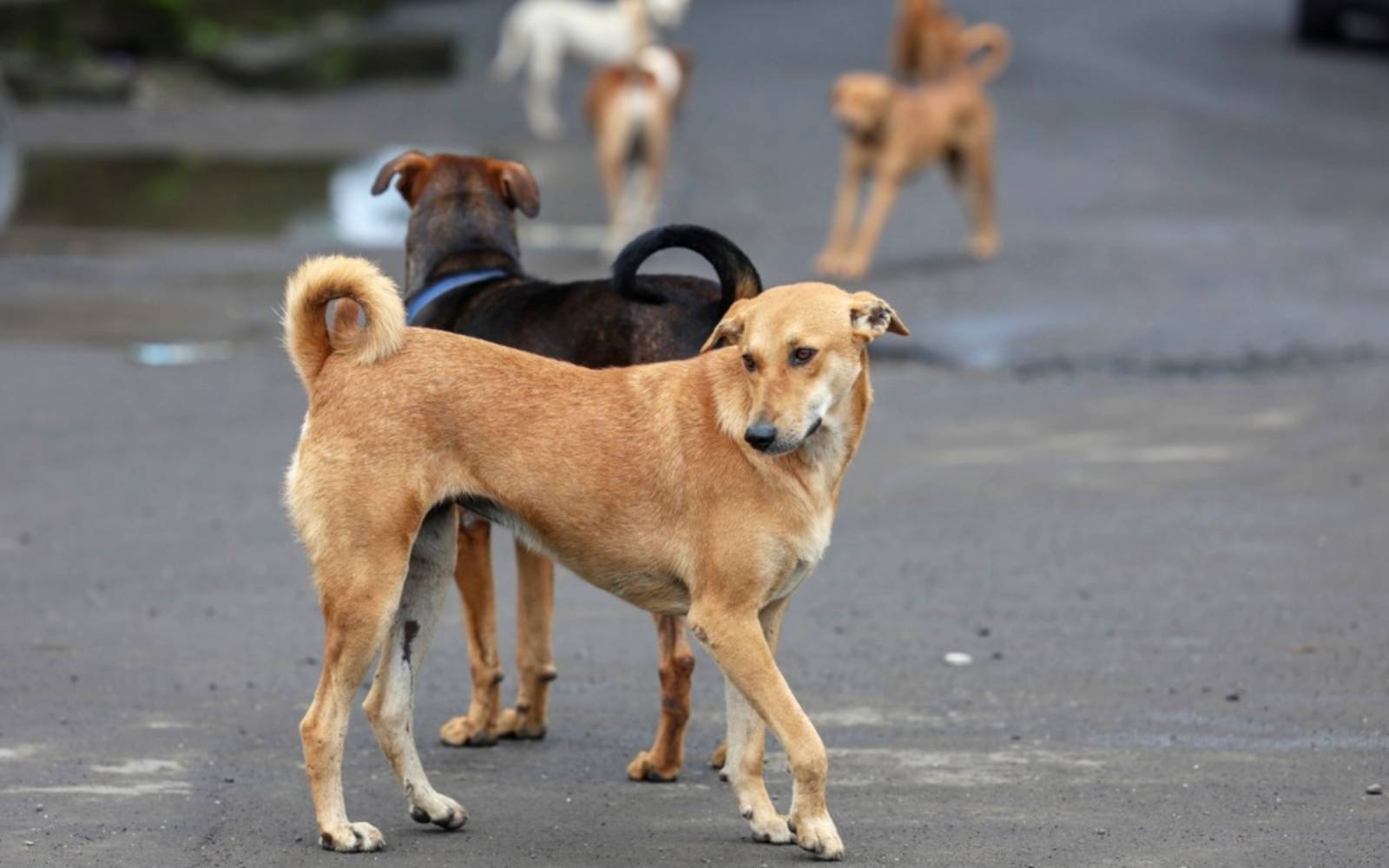 Bangkok on rabies alert as stray dogs spark public health fears
