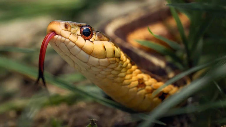 5 things around your home that attract snakes