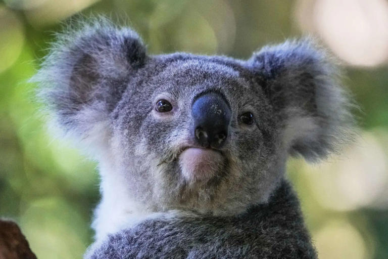 Koalas to be vaccinated against Chlamydia: Australia approves first ...