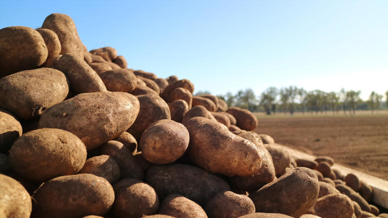 Potato mop-top virus impossible to eradicate, Biosecurity Tasmania says ...