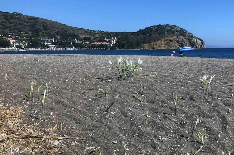 Koparmanın cezasını duyanlar yanından geçmiyor