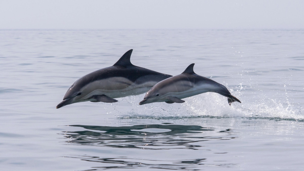 World Dolphin Day 2025: 7 Fascinating Facts About These Aquatic Mammals