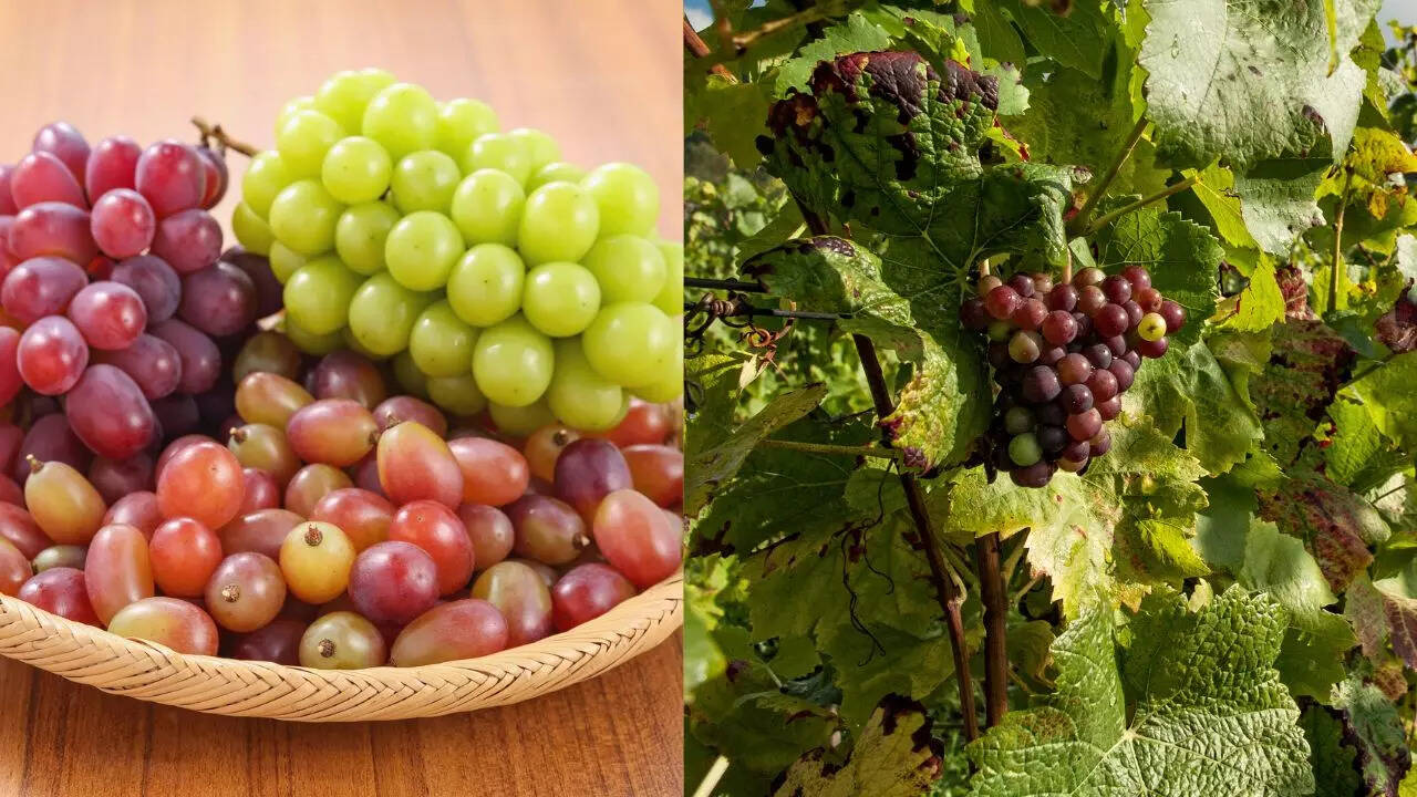 10 Types of grapes from across the world