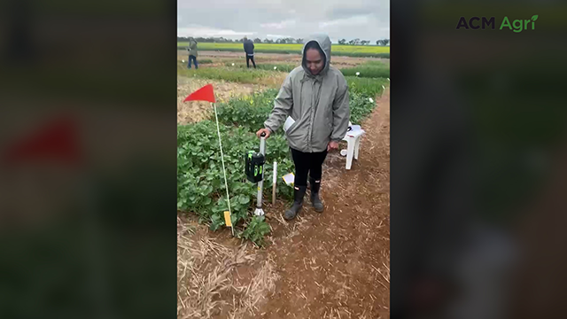 Weed-burning stick works after just five seconds of treatment