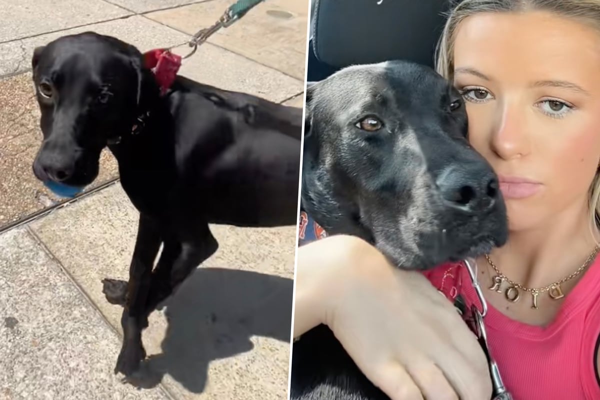 Dog has heartbreaking reaction when he realizes he's being sent back to ...